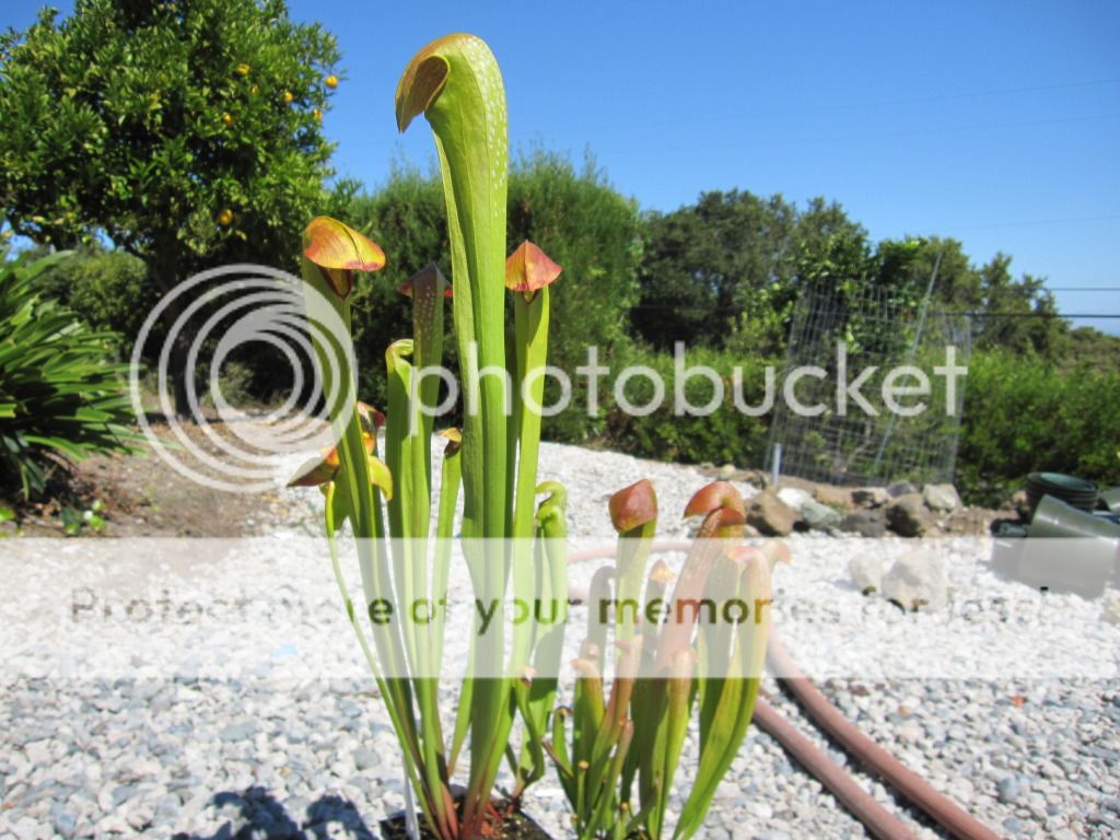 Sarracenia Okeefenokee giant? - FlyTrapCare Forums