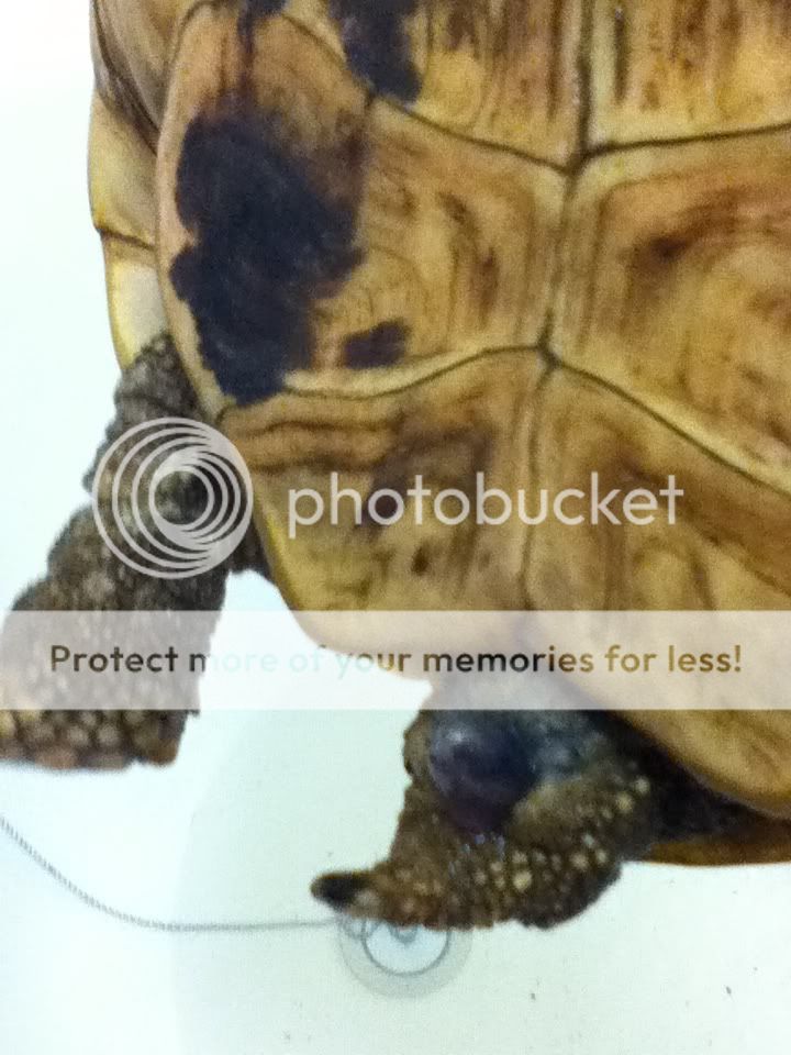 tortoise willy or prolapse? | Reptile Forums