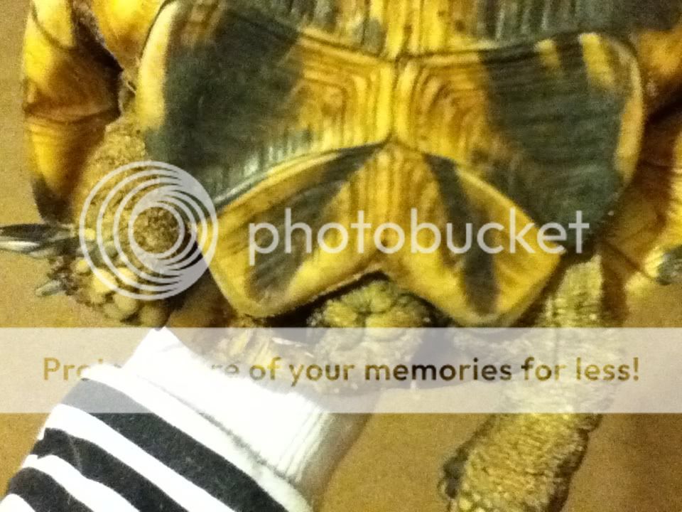 Female tortoise mounting | Reptile Forums