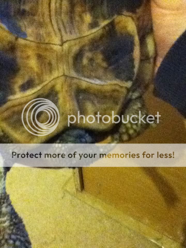 tortoise willy or prolapse? | Reptile Forums