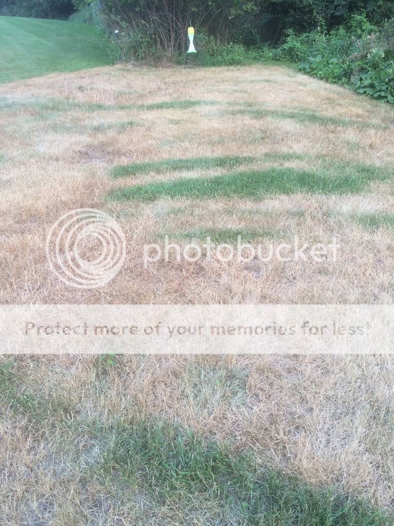 Lawn renovation fail - part 1 | Lawn Care Forum