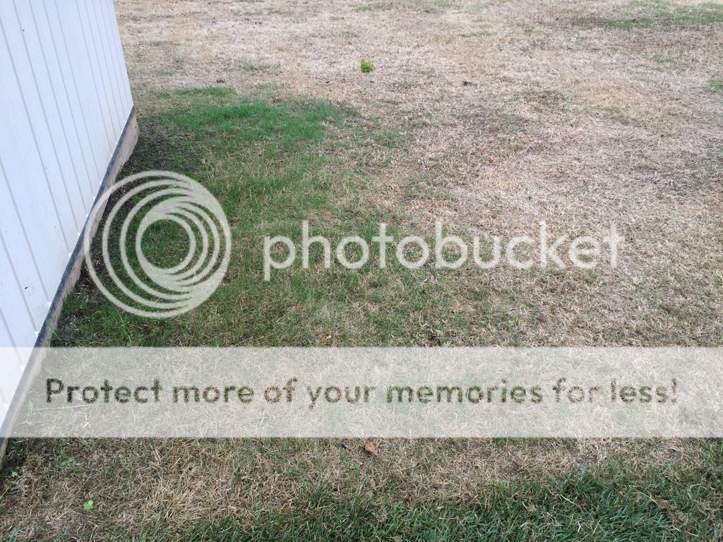 Lawn renovation fail - part 1 | Lawn Care Forum