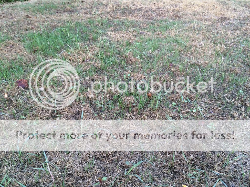 Lawn renovation fail - part 1 | Lawn Care Forum