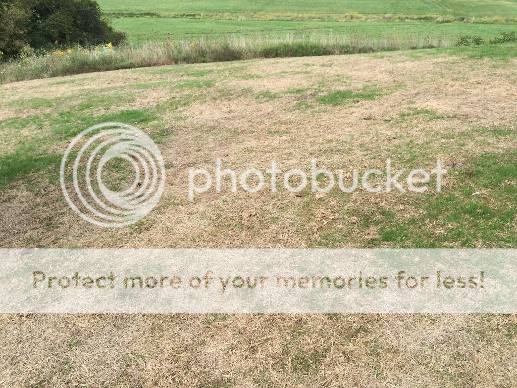 Lawn renovation fail - part 1 | Lawn Care Forum